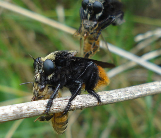 Reaparece el Moscardón Cazador de Abejas - Portal Apícola